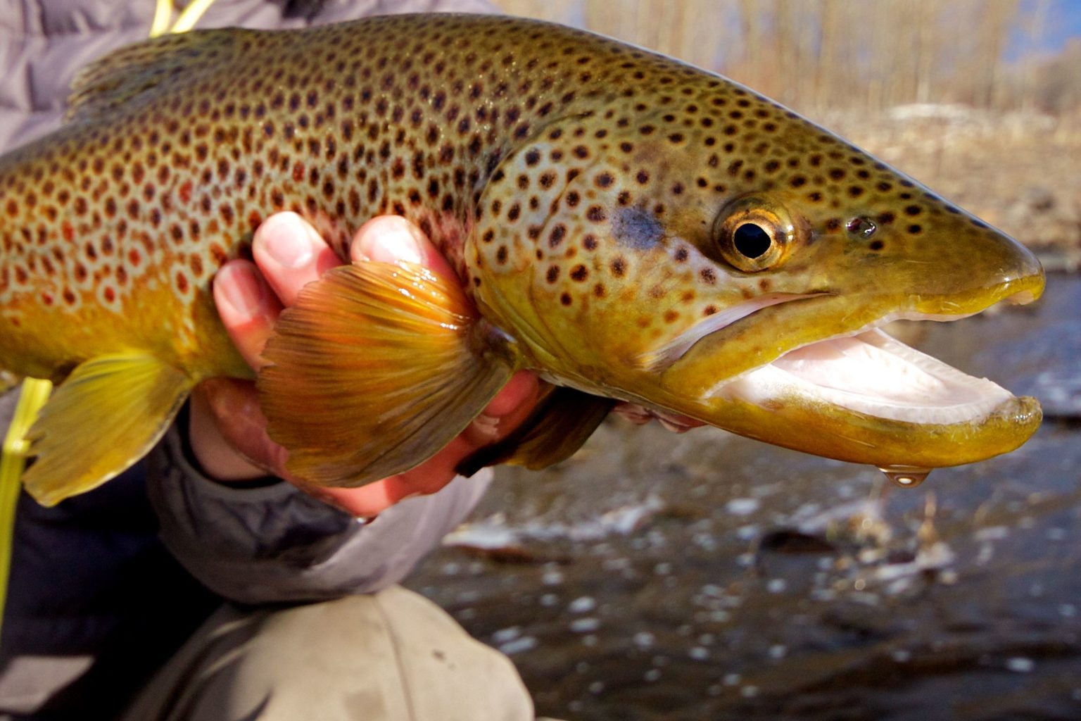 Sunrise Fly Shop - The Premier Beaverhead River Fly Fishing Trip Provider